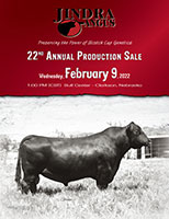 Jindra Angus - Cattle For Sale