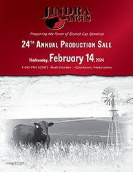 Jindra Angus - Cattle For Sale